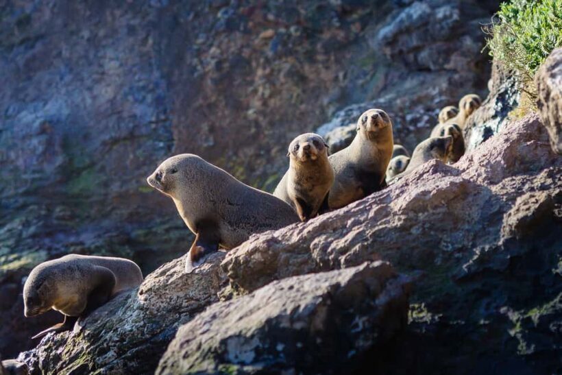 Dunedin: Monarch - One Hour Wildlife Cruise - Key Points