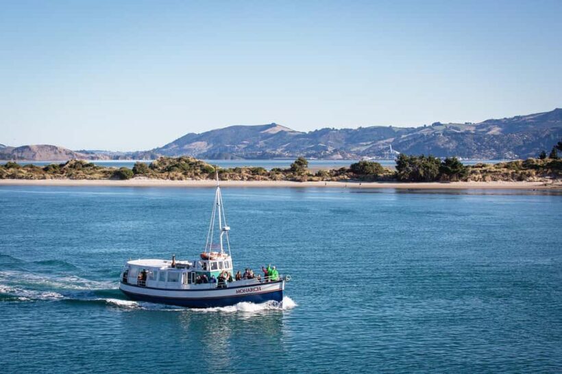 Dunedin: Monarch - One Hour Wildlife Cruise - Exploring Otago Peninsula’s Wildlife and Scenery