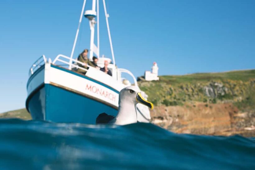 Dunedin: Monarch - One Hour Wildlife Cruise - Authentic Encounters and Why They Matter