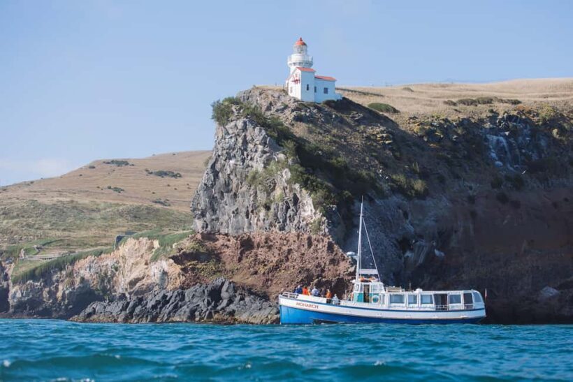 Dunedin: Monarch - One Hour Wildlife Cruise - Who Will Enjoy This Tour?