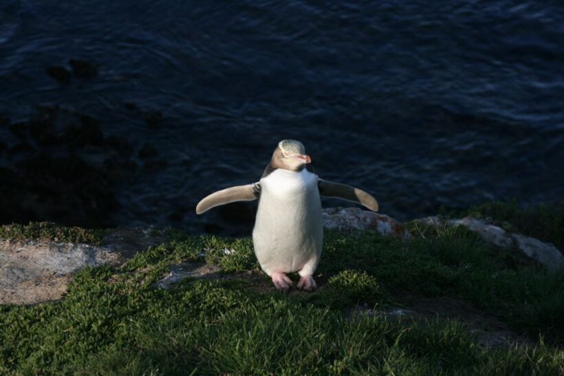 Dunedin: Otago Peninsula with Guided Penguin Tour - An In-Depth Look at the Dunedin & Otago Peninsula Tour