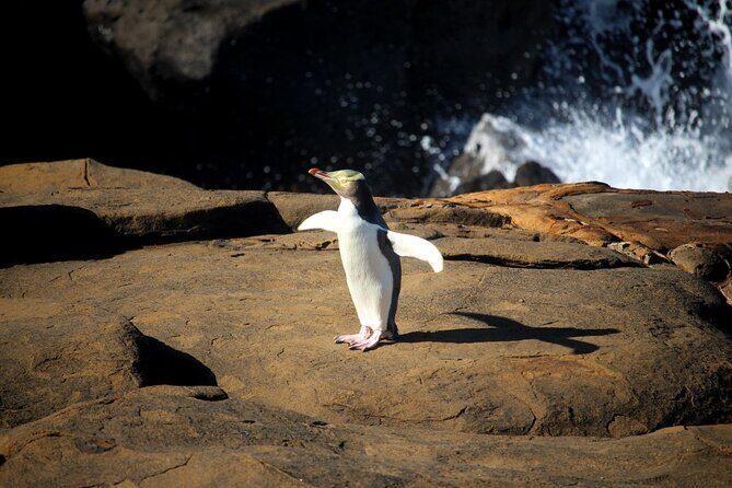 Dunedin to Te Anau via the Catlins One Way Small Group Tour - The Highlights of the Tour