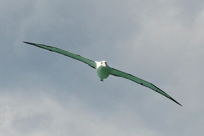 Dunedin Wildlife Cruise-Albatross, seals and harbour - Taiaroa Head & Marine Wildlife