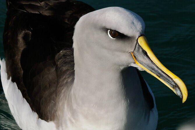 Dunedin Wildlife Cruise-Albatross, seals and harbour - What’s Included and What to Bring