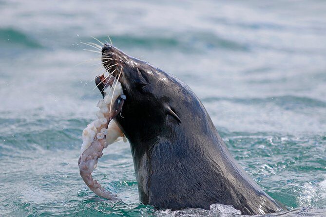 Dunedin Wildlife Cruise-Albatross, seals and harbour - The Group Size and Atmosphere