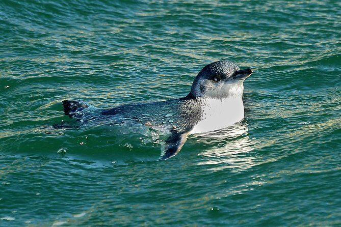 Dunedin Wildlife Cruise-Albatross, seals and harbour - Weather and Comfort