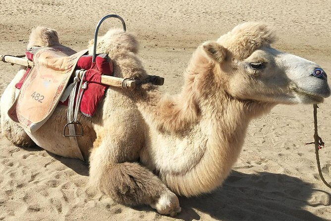 Dunhuang Private Camel Riding in the Gobi Desert - The Itinerary: What to Expect
