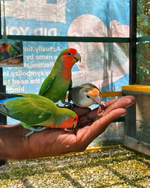 Dunns River Falls and Dolphin Cove Swim Adventure - Practical Details