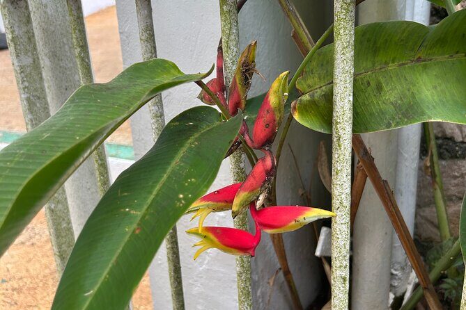 Dunns River Falls Mahogany Beach and Hilltop Lookout Tour - A Closer Look at the Tour Experience