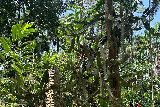 Dunns River Falls Mahogany Beach and Hilltop Lookout Tour - Final Thoughts