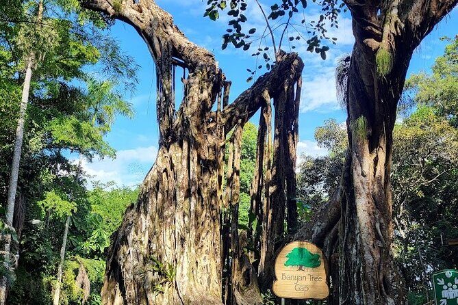 Dunns River Falls With Private Transportation from Montego Bay - The Transport and Logistics