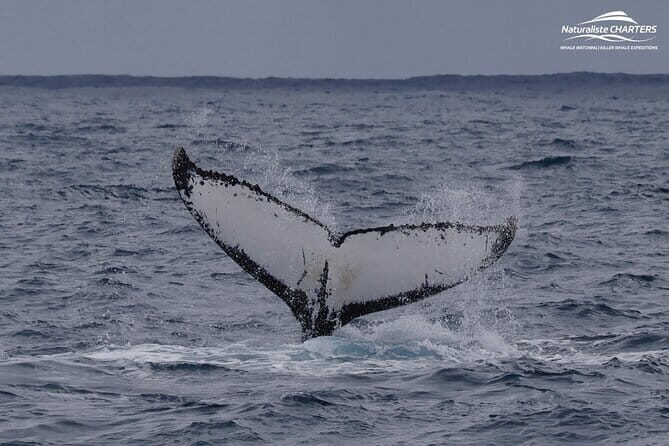 Dunsborough Eco and Snorkel Boat Tour - The Sum Up: Who Should Consider This Tour?