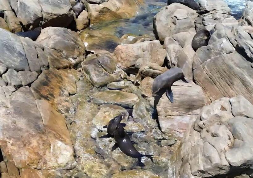 Dunsborough: Geographe Bay Eco & Snorkel Boat Tour - Dunsborough: Geographe Bay Eco & Snorkel Boat Tour — An Authentic Coastal Adventure