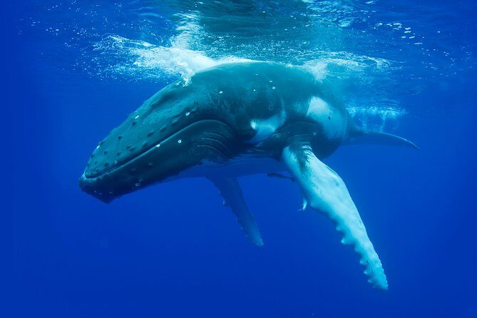 Dunsborough Whale Watching Eco Tour - The Value of the Experience