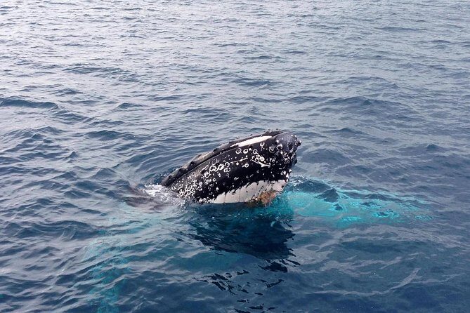 Dunsborough Whale Watching Eco Tour - Authentic Encounters and How They Feel