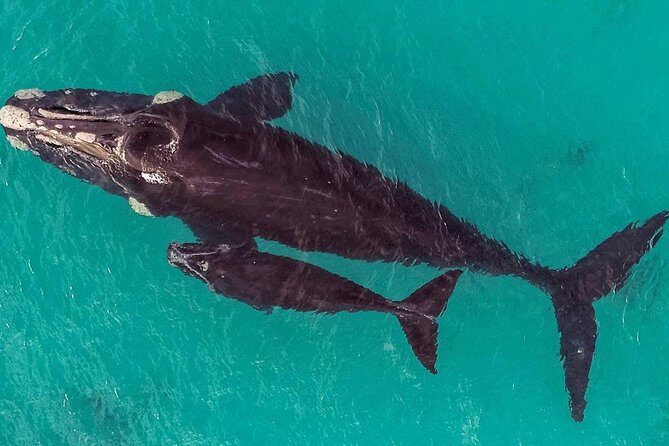 Dunsborough Whale Watching Eco Tour - Final Thoughts