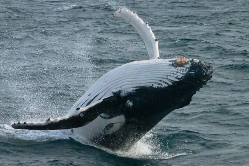 Dunsborough: Whale Watching Tour - Introduction: Why This Whale Watching Tour Stands Out
