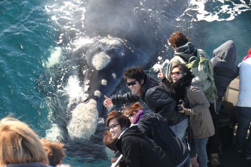 Dunsborough: Whale Watching Tour - What’s Included and What to Prepare