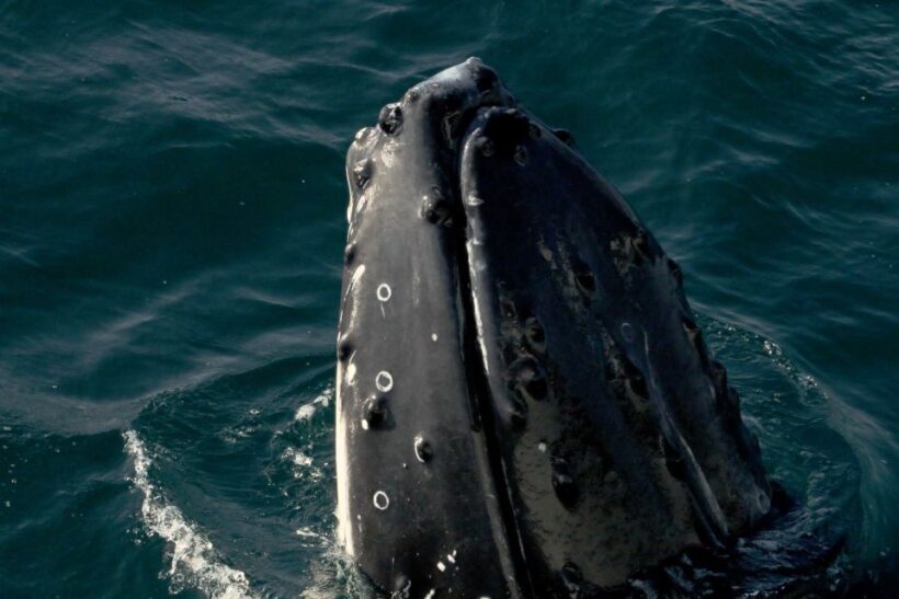 Dunsborough: Whale Watching Tour - The Sum Up: Who Will Love This Tour?