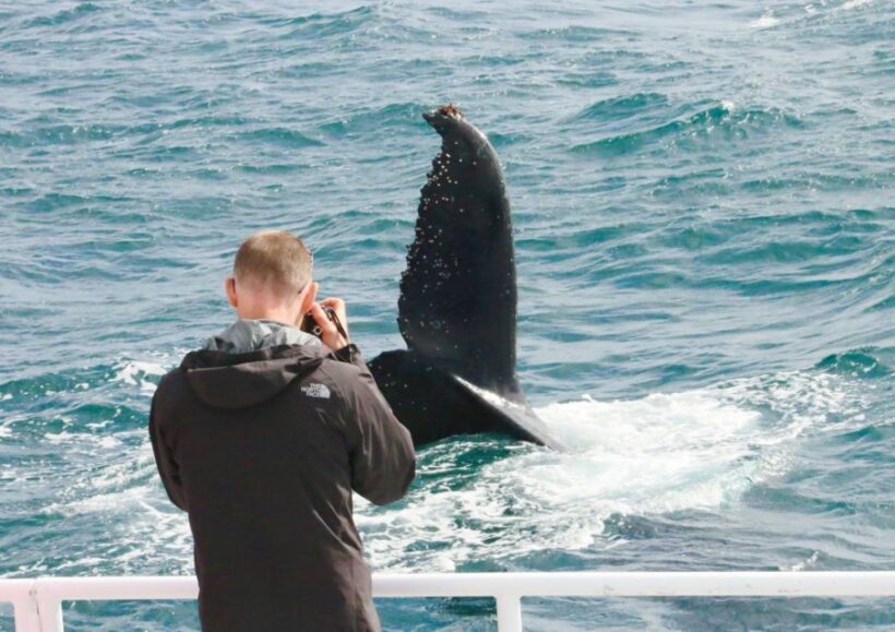 Dunsborough: Whale Watching Tour - FAQ