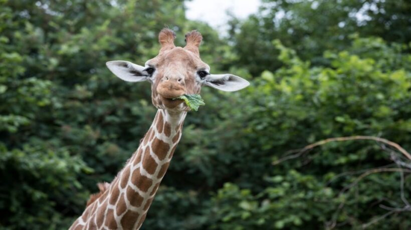 Dunstable: Whipsnade Zoo Full-Day Entrance Ticket - An Intimate Look at the Whipsnade Experience