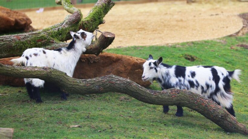 Dunstable: Whipsnade Zoo Full-Day Entrance Ticket - Who Should Visit Whipsnade?