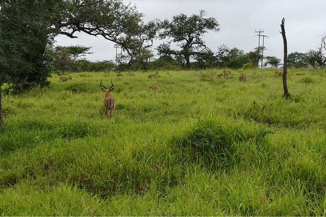 Durban: Big 5 Luxury Safari at an Award Winning Game Reserve  Zeiss Binoculars - Reviews and Authentic Feedback