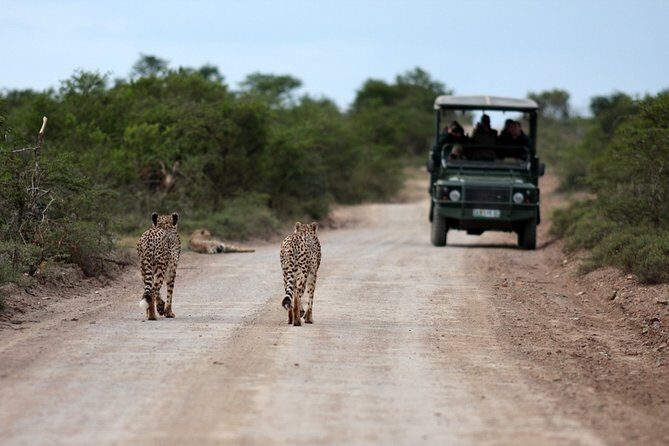 Durban: Big 5 Luxury Safari at an Award Winning Game Reserve  Zeiss Binoculars - Who Should Consider This Tour?