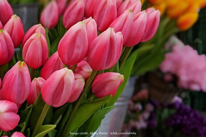 Dutch Golden Age: Private Tour of Amsterdam & Rembrandt's House - Practical Tips and Considerations