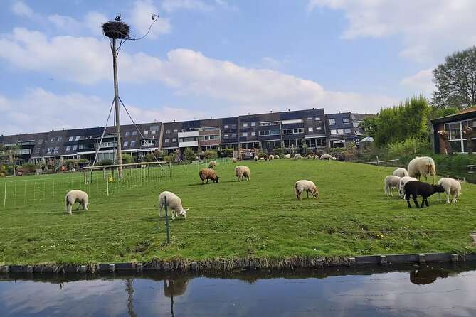 Dutch Windmills & Polder Walking Tour - Final Thoughts