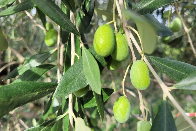 E-Bike 2.5 Hour Florence Hills With Fresh Olive Oil and Bread - Alternative Option on Mondays