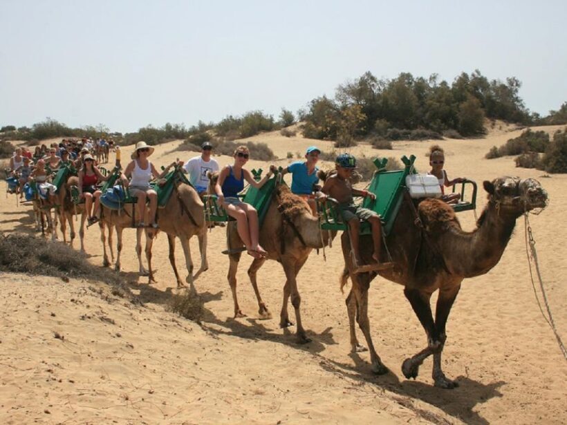 E-Bike City Tour with Camel Safari on Maspalomas Sand Dunes - The Practical Side
