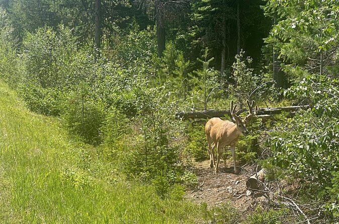 E Bike Tour in Glacier National Park Cammas Road - Who Will Love This Tour?