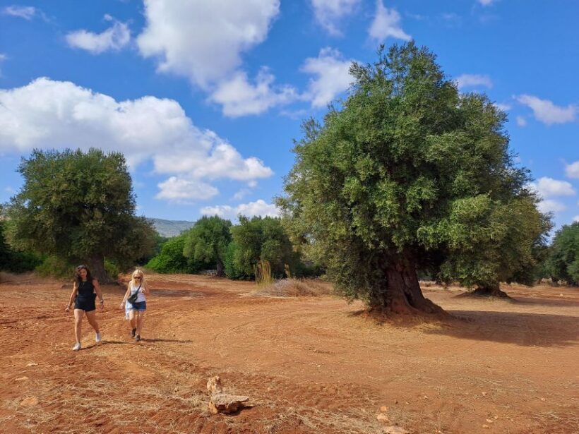 E-Bike Tour in Ostuni. Huge olive trees and a rock village - Authenticity and Visitor Feedback