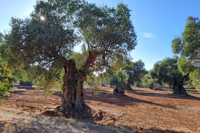 E-Bike Tour in Ostuni. Oil Mill, Dolmen and Huge Olive Trees - Highlights and Recommendations
