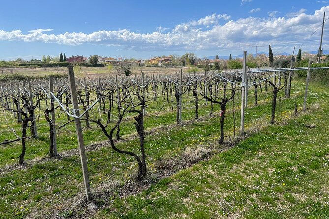 E-Bike tour with stop in the cellar in the Bardolino area - FAQs