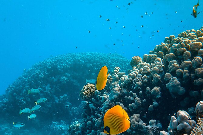 E-Scooter Snorkel With Photo and Video At Turtle Town - Pricing and Booking Details