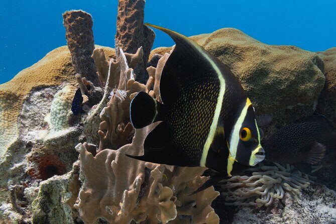 E-Snorkeling tour in Bonaire with easy Sea Scooters - Authentic Experiences & Authentic Reviews