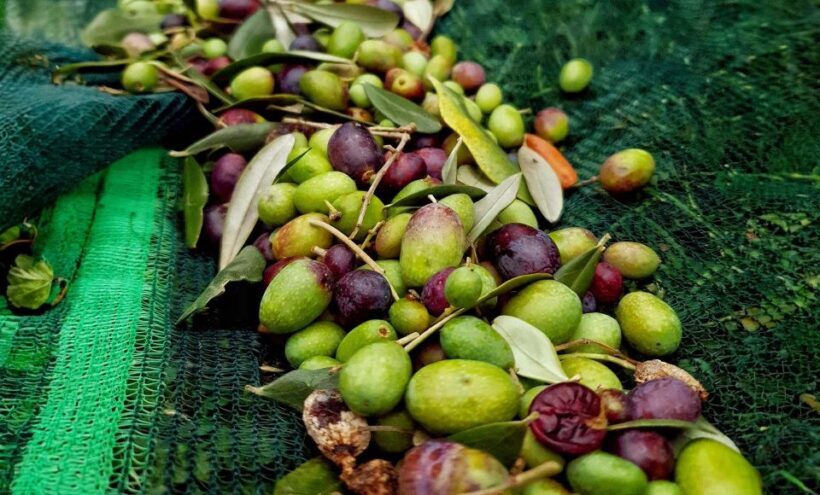 E.V.O. oil of lake Como + food pairings - The Experience in Detail