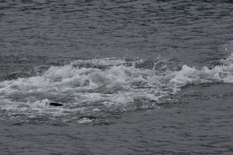 Ear Mountain Charters tours: whale watching and fishing - Why This Tour Offers Good Value