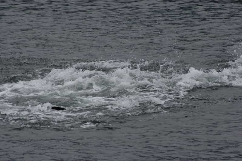 Ear Mountain Charters tours: whale watching or fishing - Who Will Love This Tour?