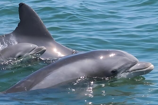 EARLY BIRD SPECIAL: Speed Boat & Dolphin Cruise in Ocean City, MD - Who Will Love This Tour?