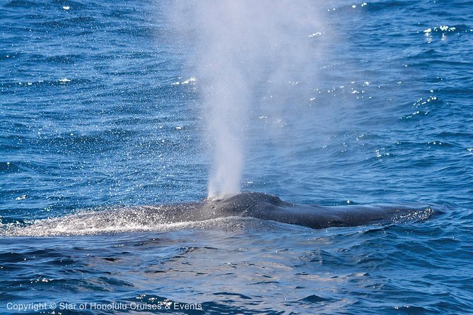 Early Bird Whale Watching Cruise From Waikiki - Sightings and Activities During the Cruise