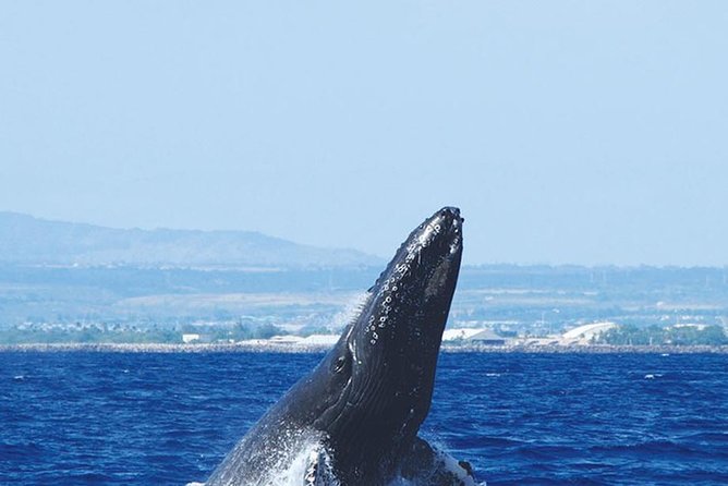 Early Bird Whale Watching Cruise From Waikiki - Recommendations for Potential Travelers