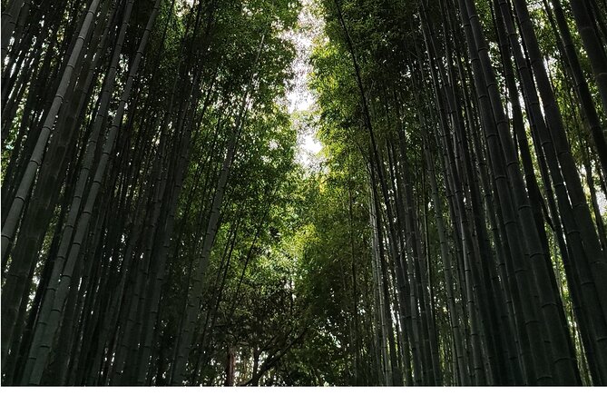 Early Half Day to Kyoto Highlights - Schedule