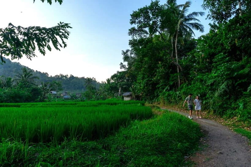 East Bali: Authentic Sidemen Rice Fields Walk & Snorkeling - Key Points