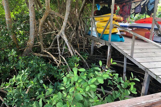 East Coast Private Island Day Trip Kayak & Picnic Experience - Key Points