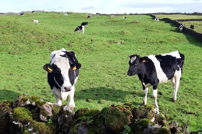 East Coast Van Tour (Half Day) | Terceira Island - Highlights of the Tour