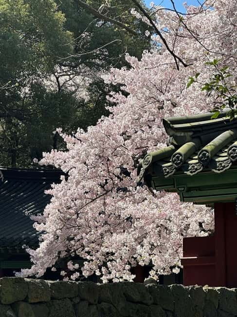 East Jeju Cherry Blossom & Woman Diver Show Small Group Tour - Authentic Experiences and Cultural Insights
