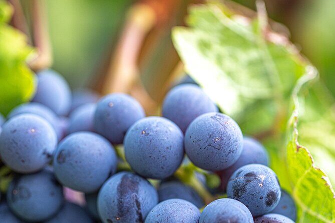 East Kelowna Full Day Guided Wine Tour With 5 Wineries - FAQ